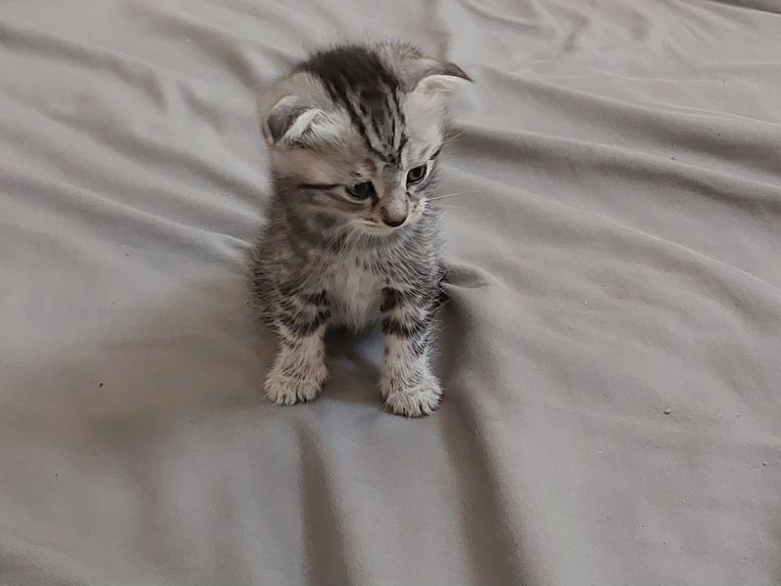 Мама шотландка