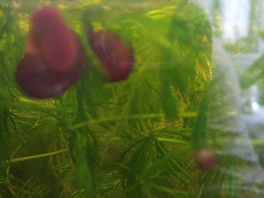 Пистия и роголистник