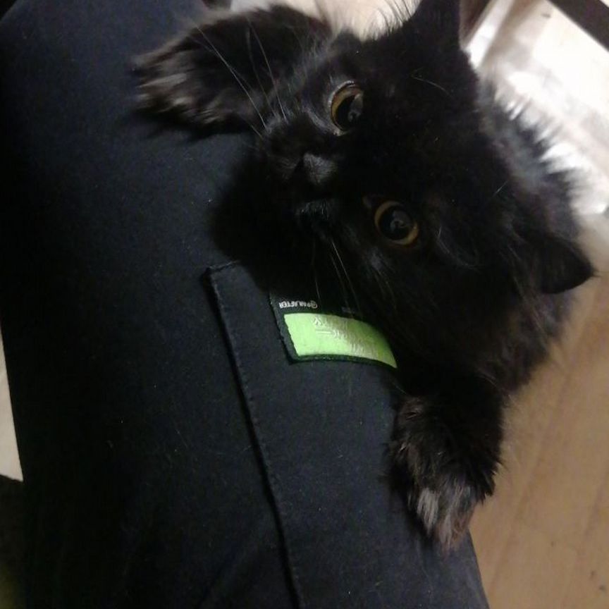 Годовалая кошка Тиша