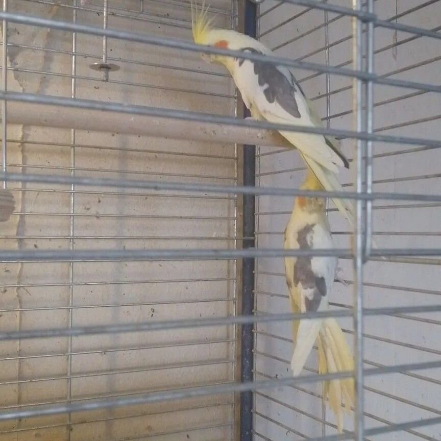 Попугай корелла птенец