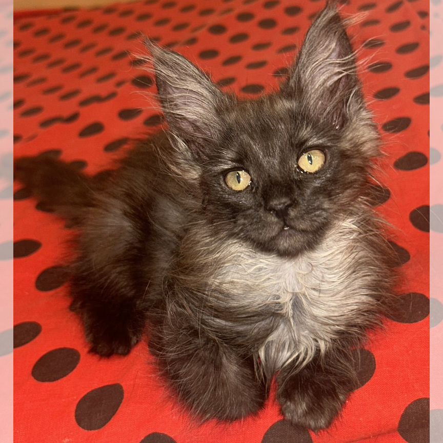 Мейн-кун котёнок