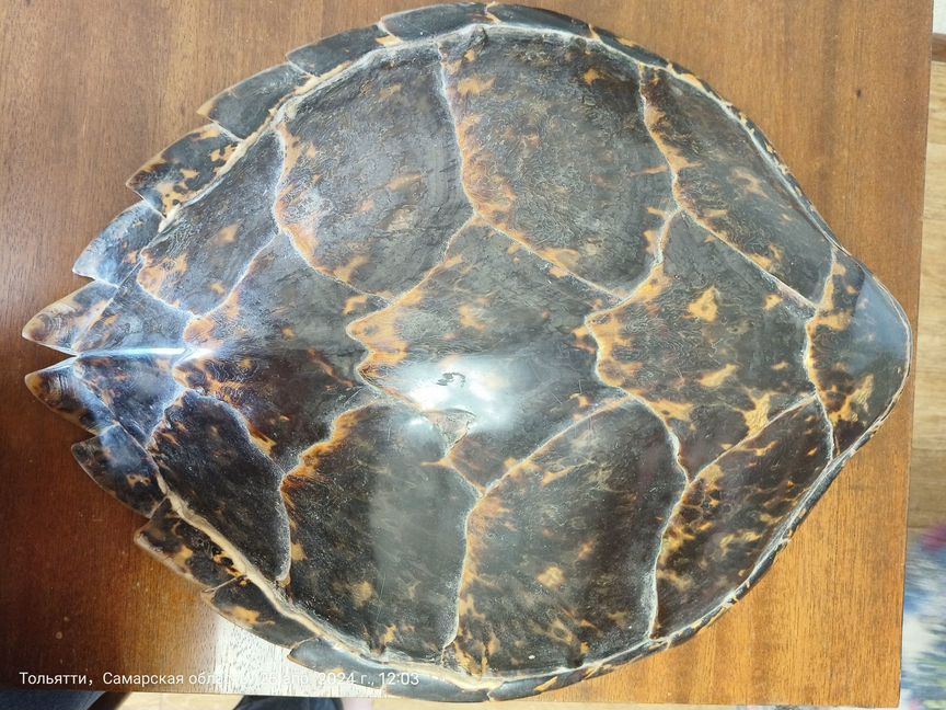 Панцирь морской черепахи большой