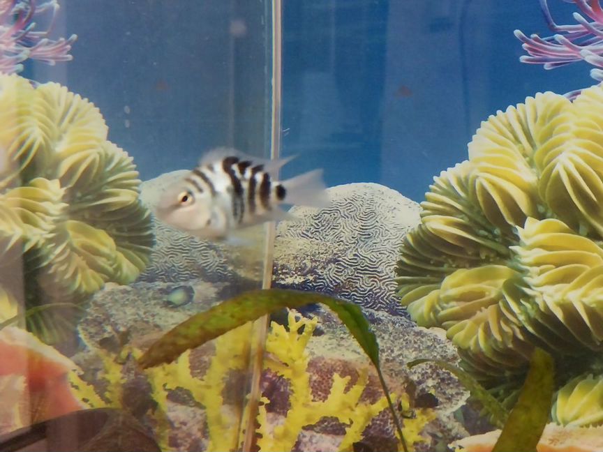 Рыбка сапфировый попугай