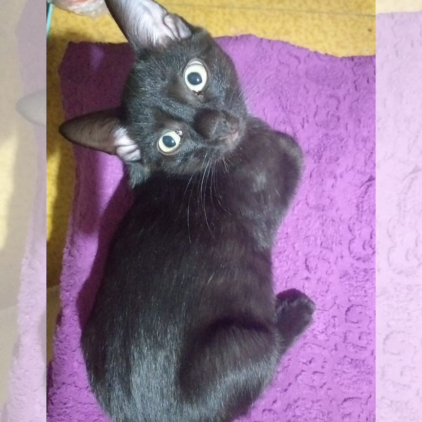 Взрослый кот в добрые руки