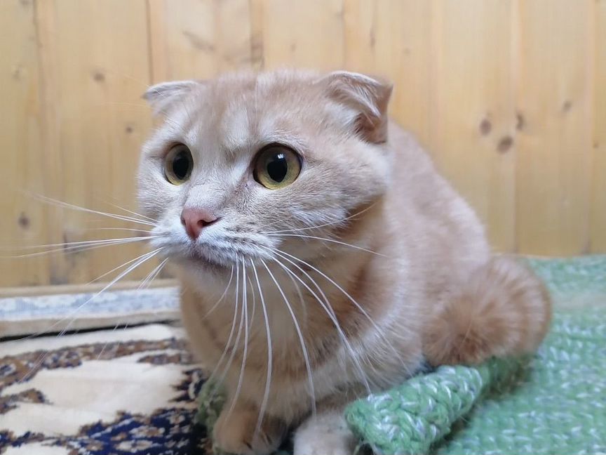 Шотландская вислоухая кошка наигрались соседи