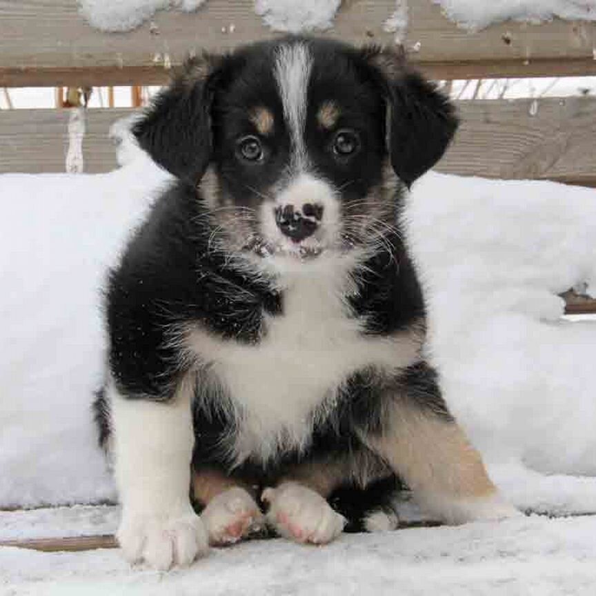 Невероятно милые щенки на охрану и для души