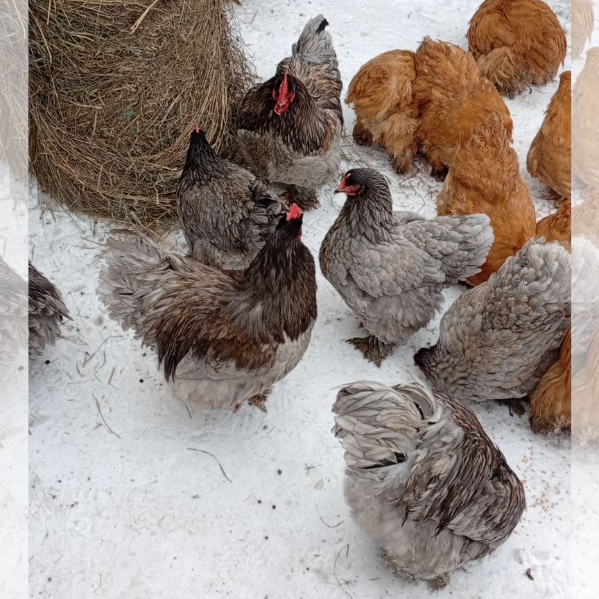 Продам петухов Кохинхин голубой