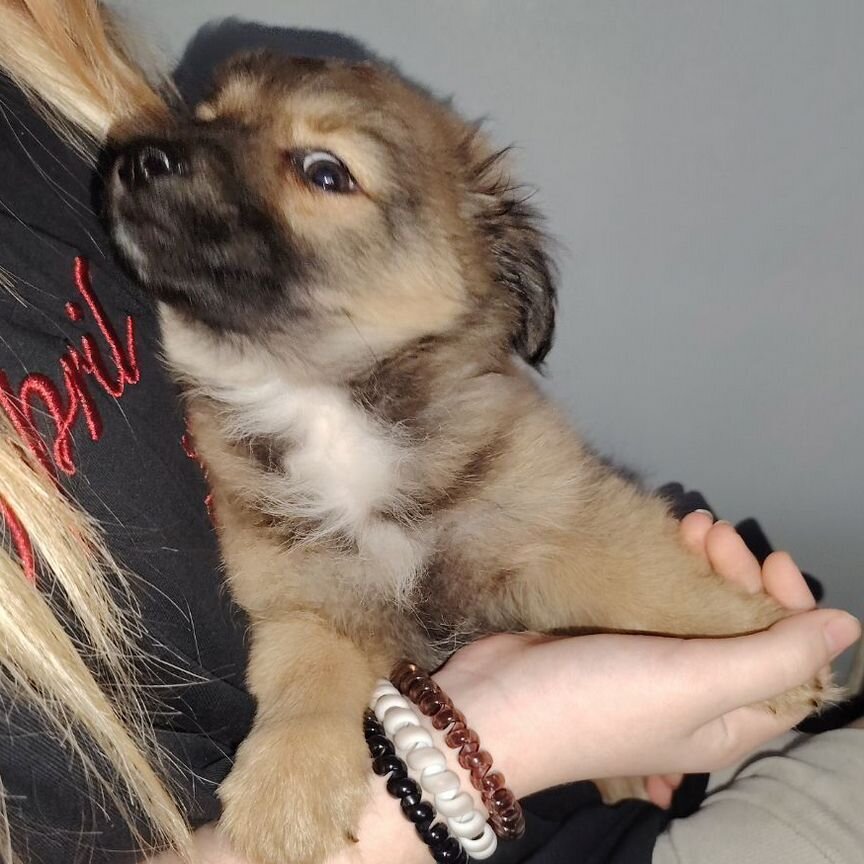 Щенок в добрые руки