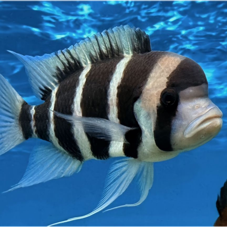 Аквариумные рыбки. Фронтозы