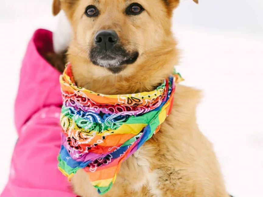 Меренга-собака из приюта ищет дом