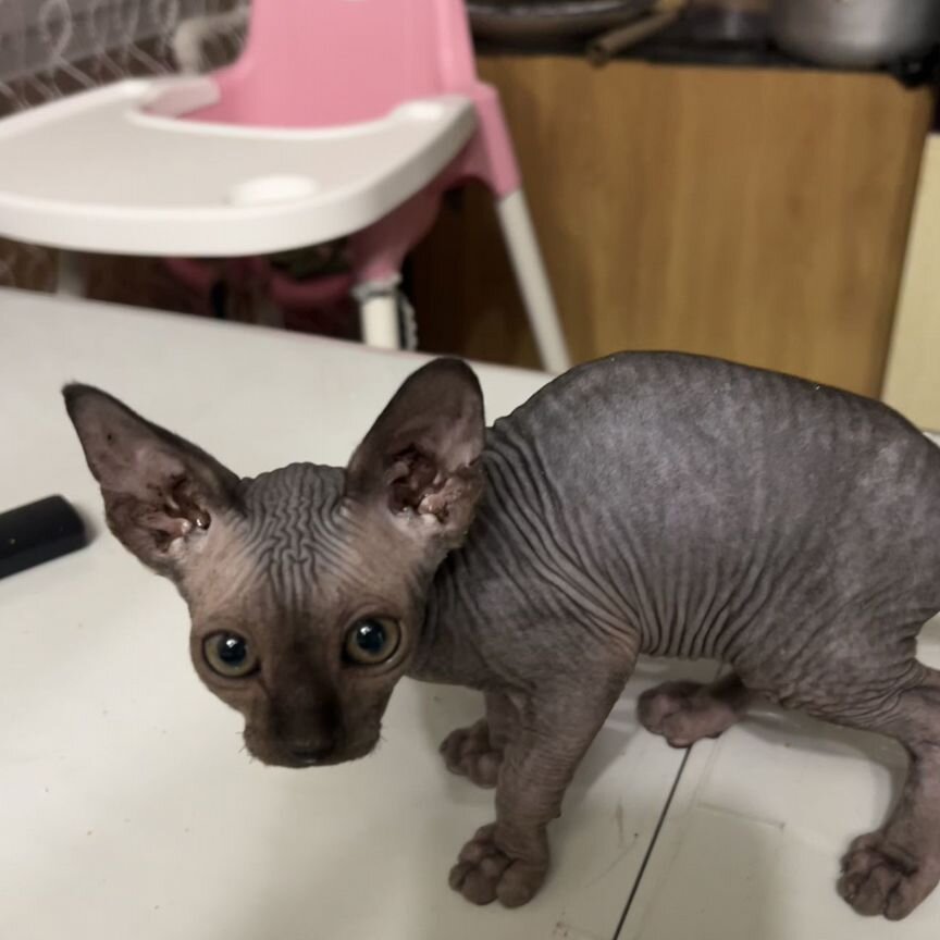 Канадский сфинкс котёнок