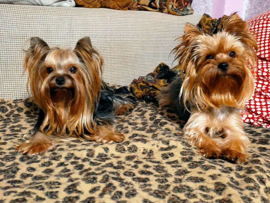 Йоркширский терьер красавчики, вязка