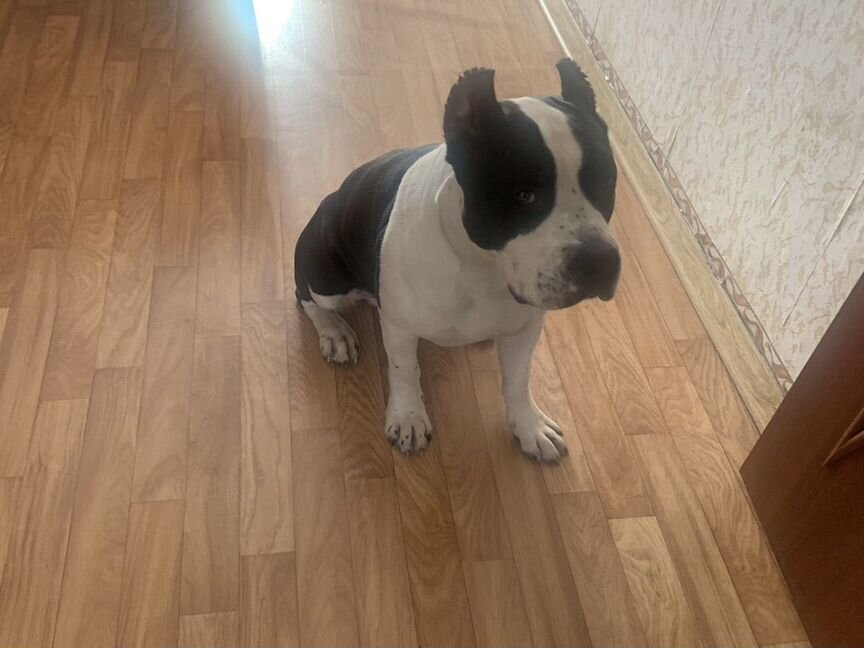 Вязка, Стаффорд