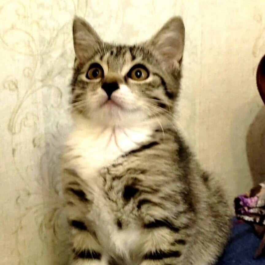 Котята