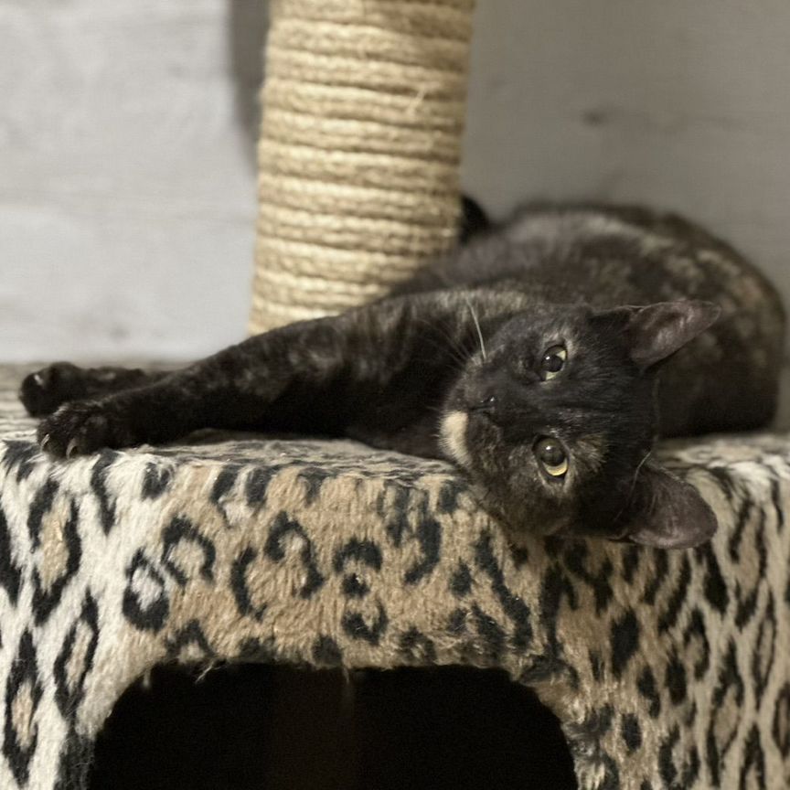 Котенок маркошка ждет родителей
