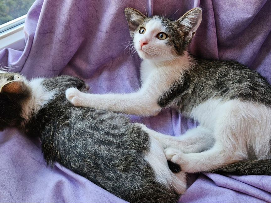 Котята-пацаны