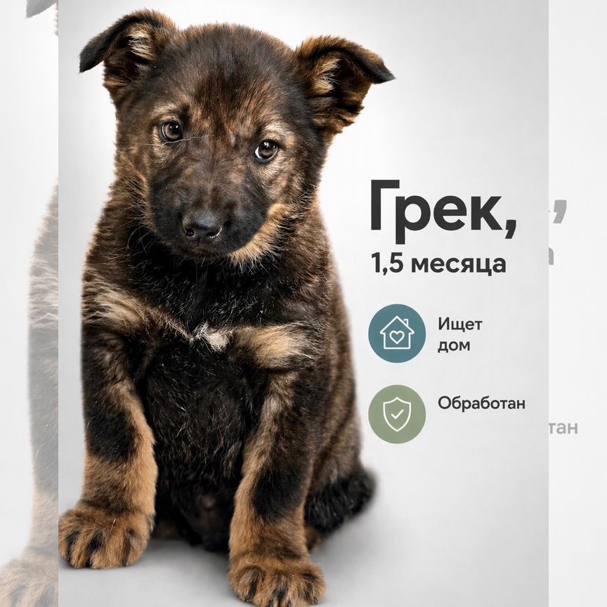 Щенок в добрые руки