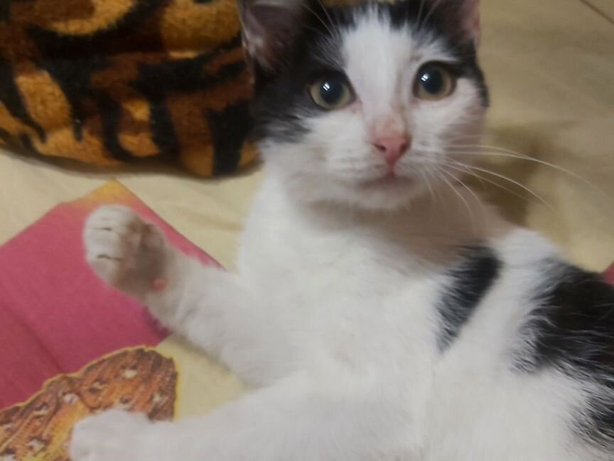 Котик Филя в добрые руки