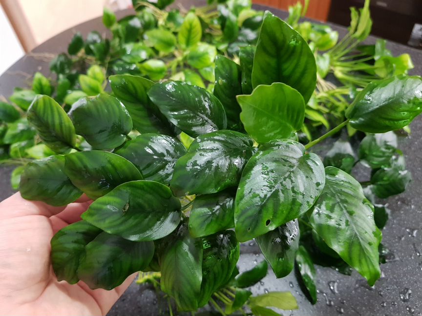 Анубиас бартера