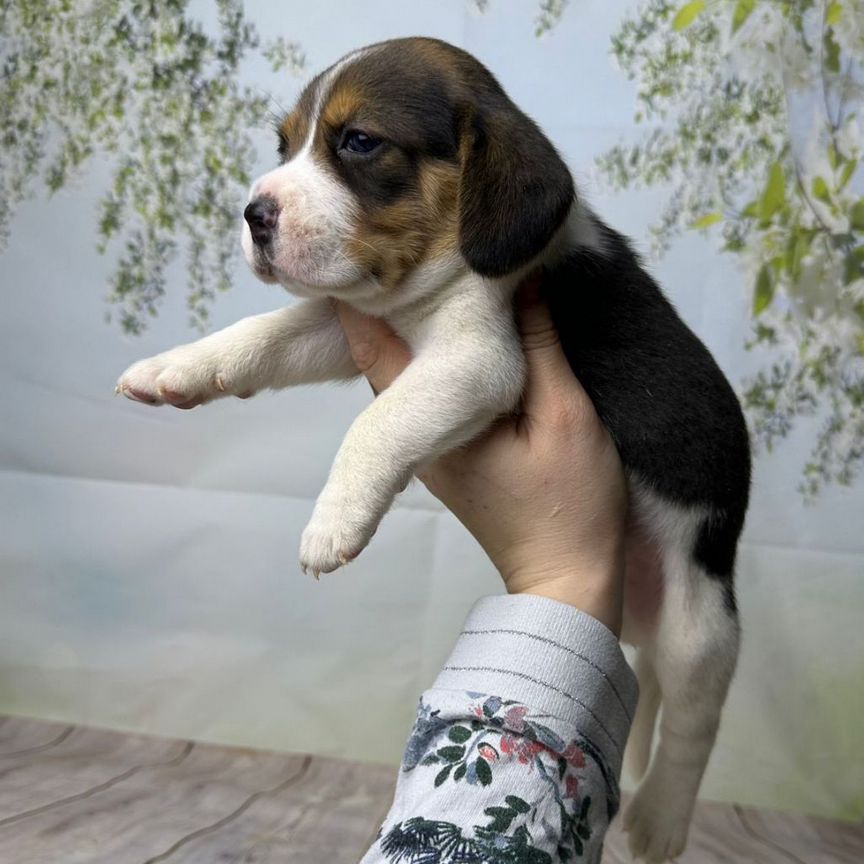 Лучшие детки Бигля