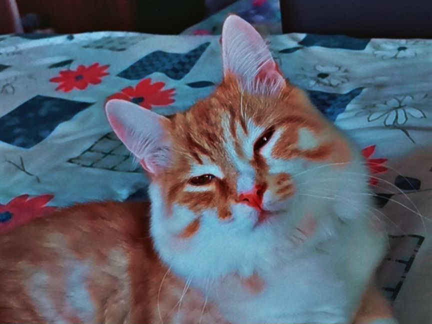 Отдам в добрые руки