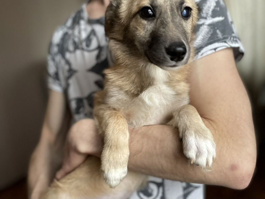 Некрупные щенки Магия и Аляска