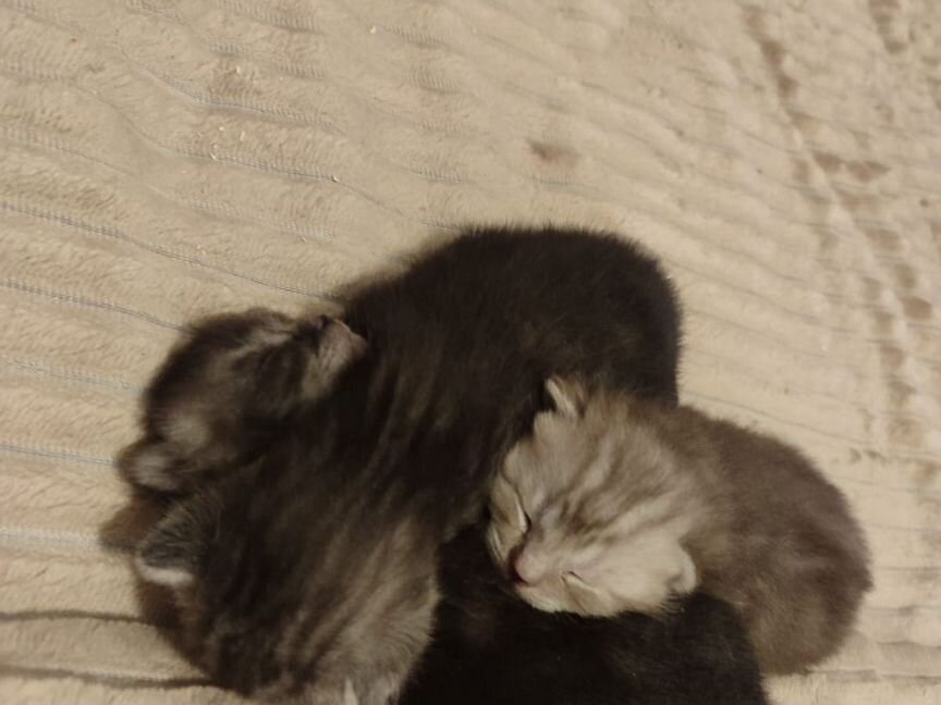 Шотландские вислоухие котята