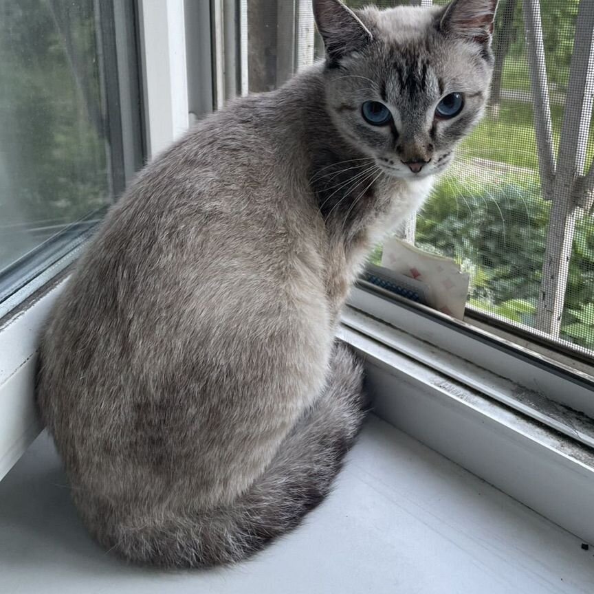 Сиамский котёнок