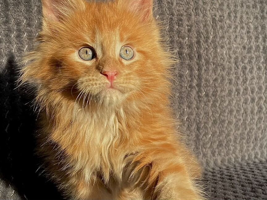 Котята породы Мейн-кун