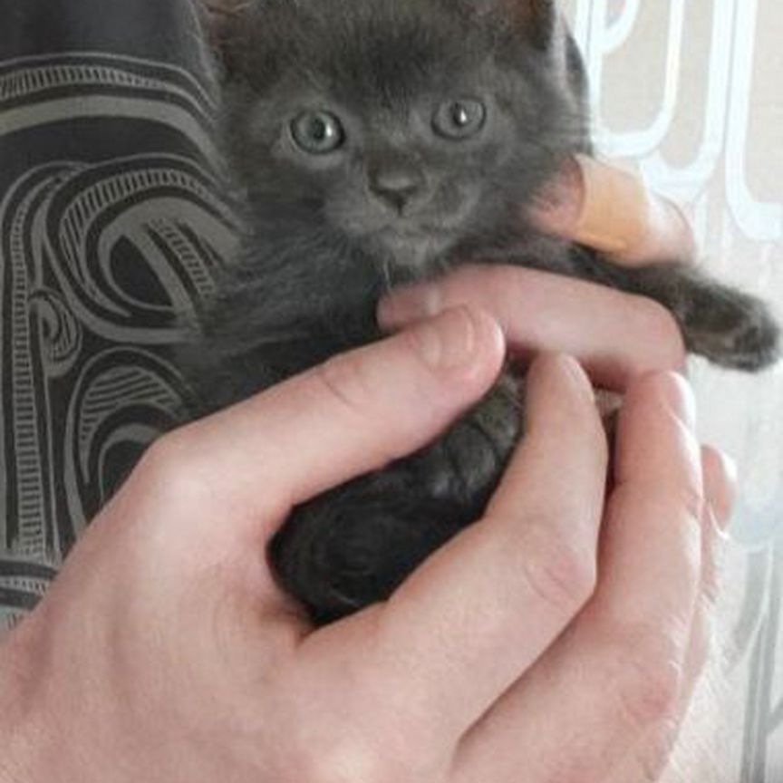 Котёнок в поисках дома