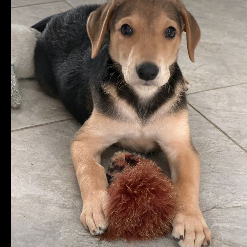 Щенок в добрые руки