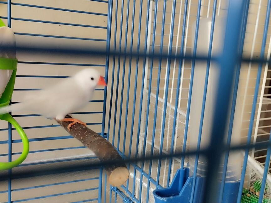 Амадин зебровый