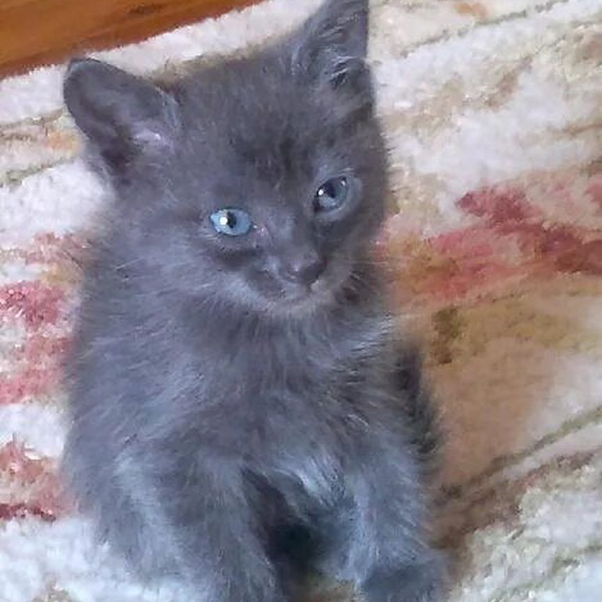 Котенок мальчик 1 месяц