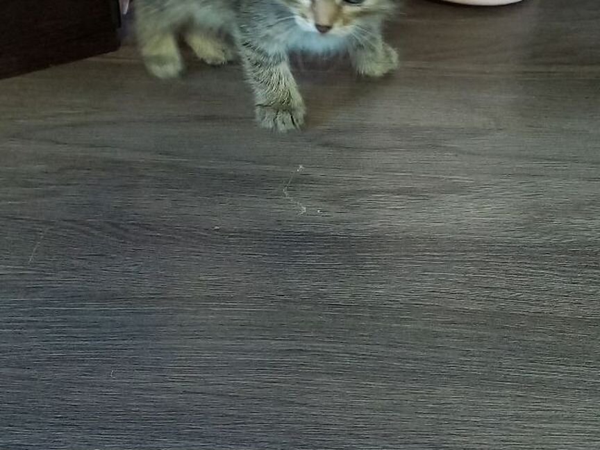 Кошка