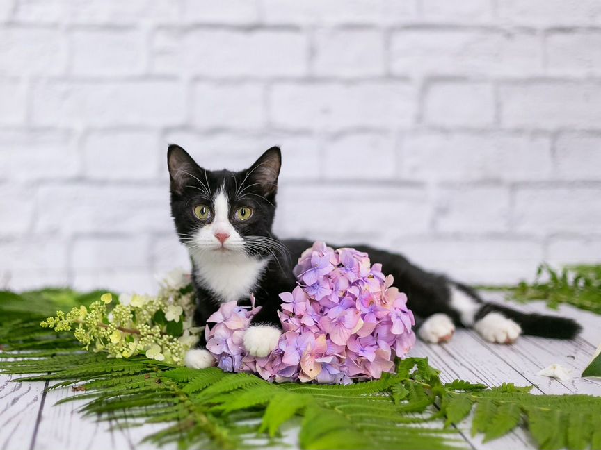 Маркизные котята девочки в дар