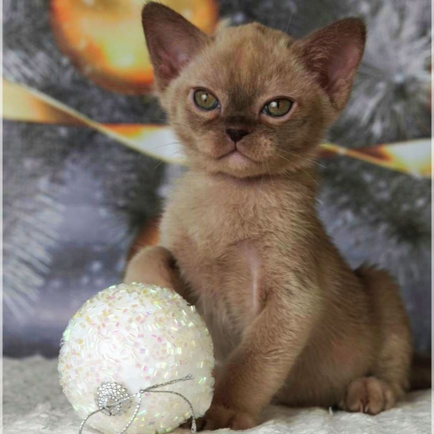 Европейский бурманский котёнок