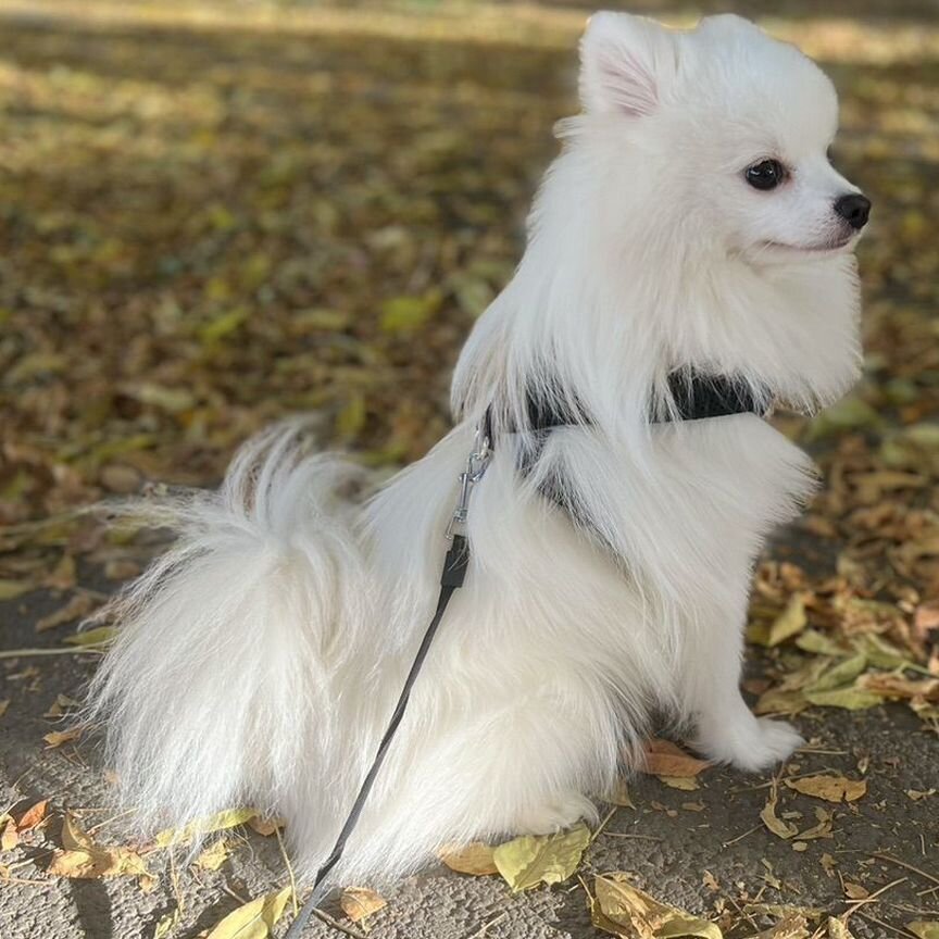 Мальчик ищет невесту