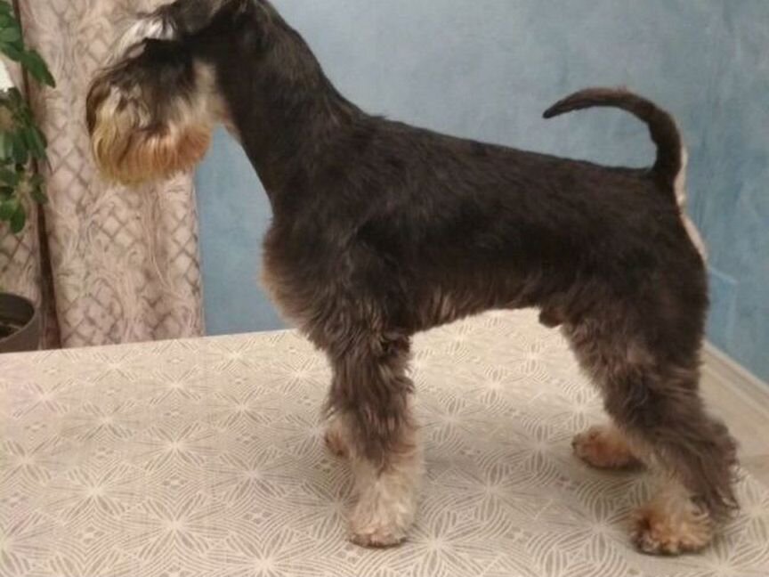 Цвергшнауцер