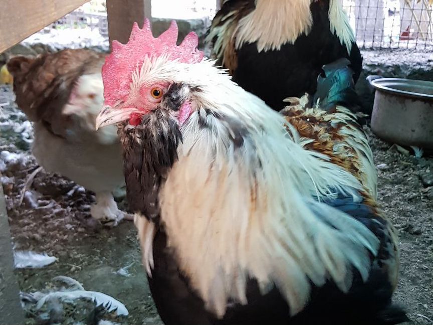 Петух Фавероль