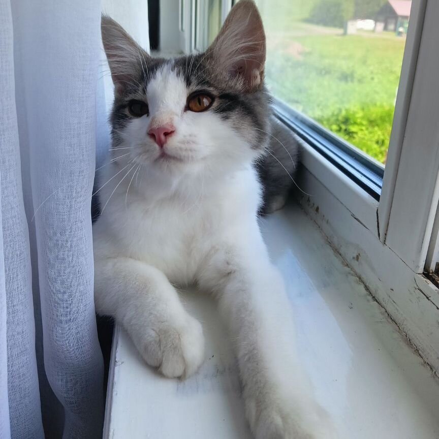 Котёнок в добрые руки