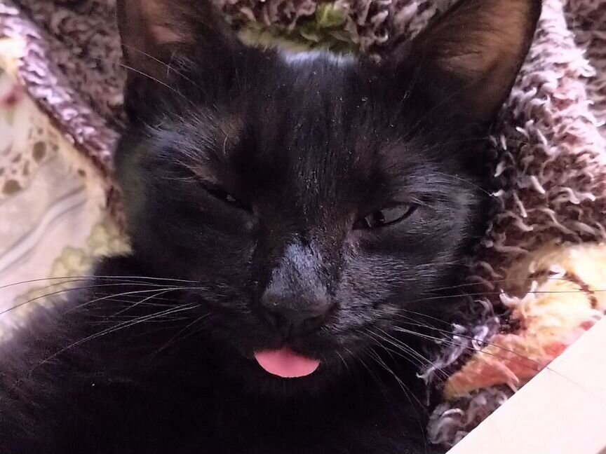 Бездомная Беременная Кошечка с Поломанным Хвостом