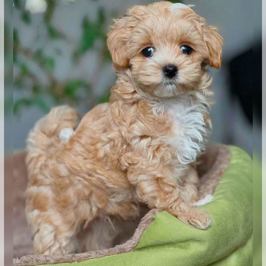 Мальтипу f1 Super mini baby face. Крутышки
