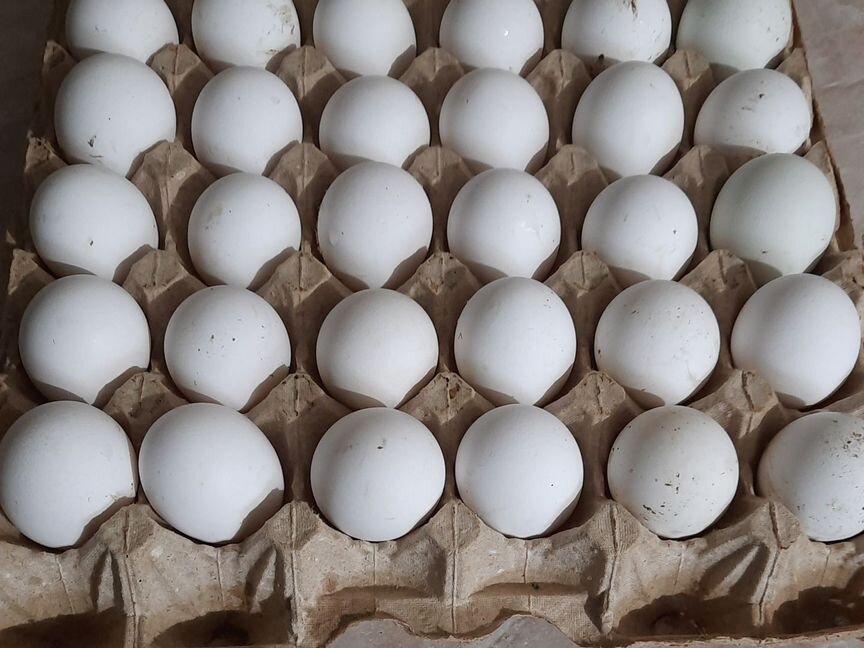 Инкубационное яйцо