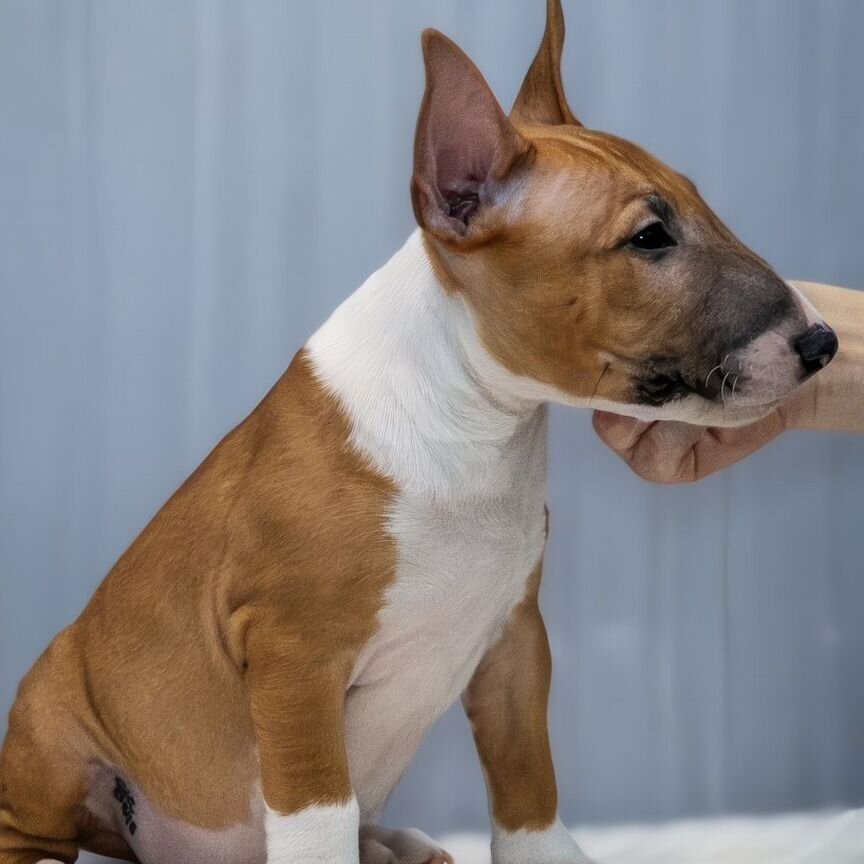 Мини-бультерьер, щенок