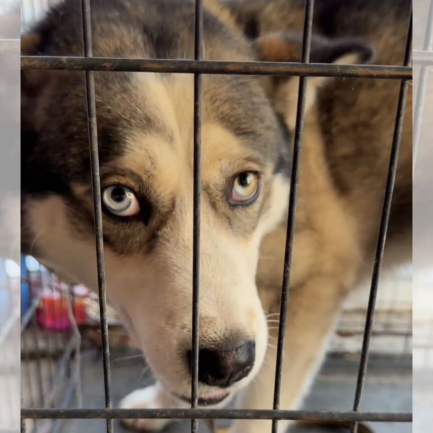 Сибирский хаски, взрослая собака