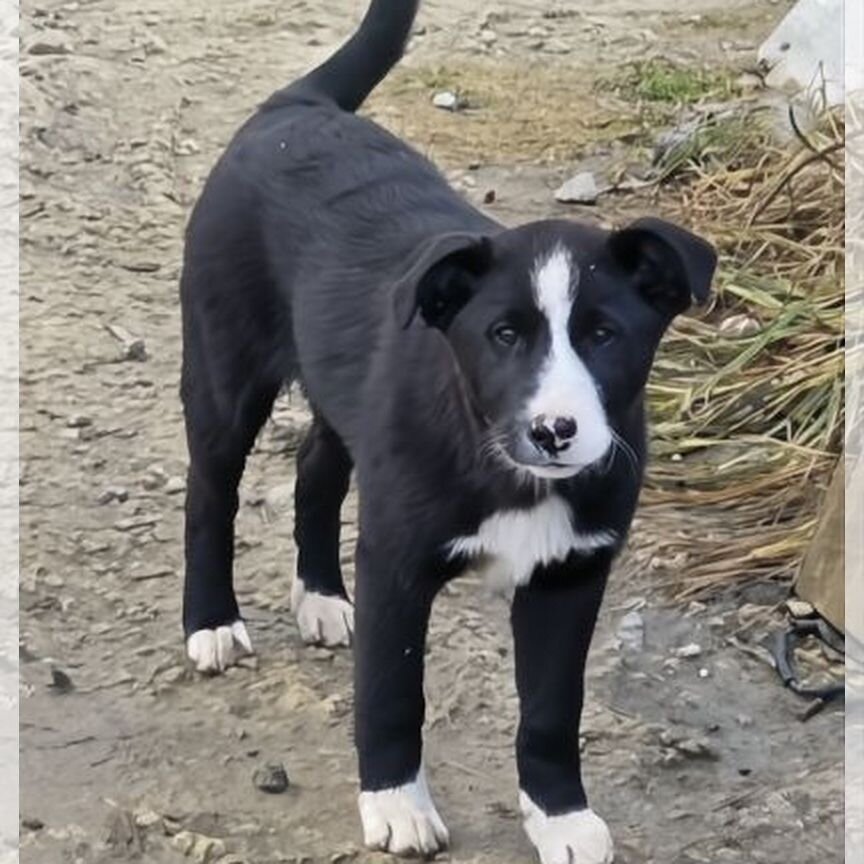 Щенок в добрые руки