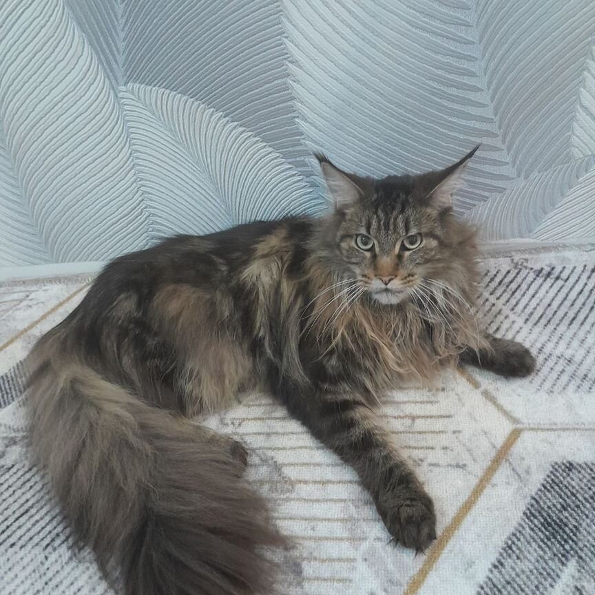 Мейн-кун котик пристрой