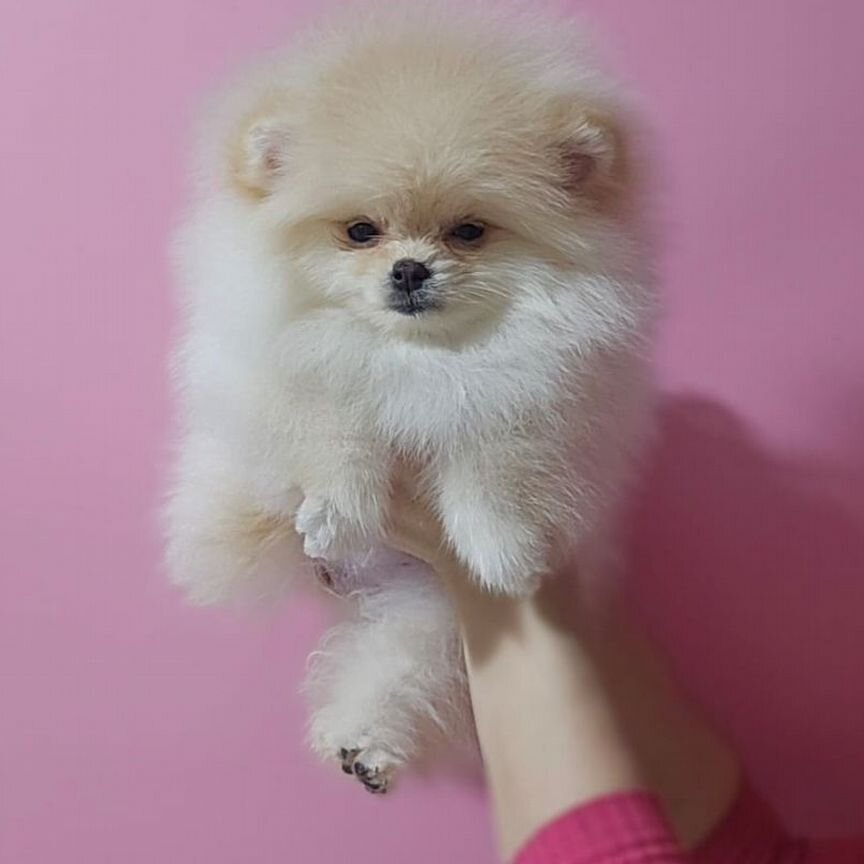 Мини девочка, очень пушистая