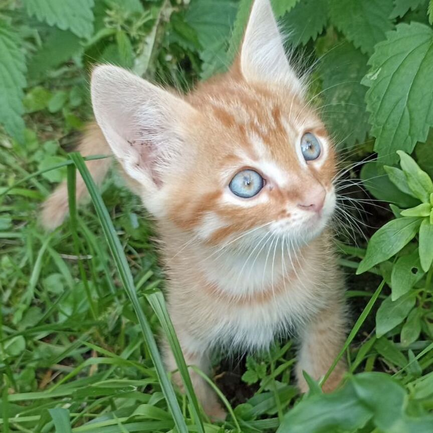 Котята в добрые руки бесплатно