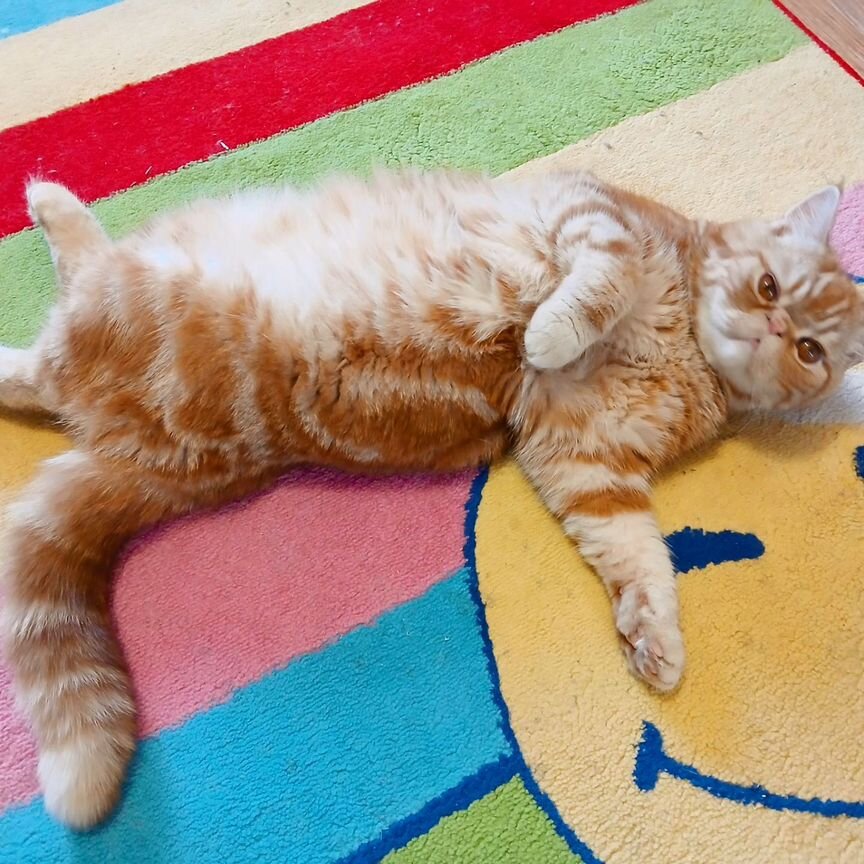 Кот экзот